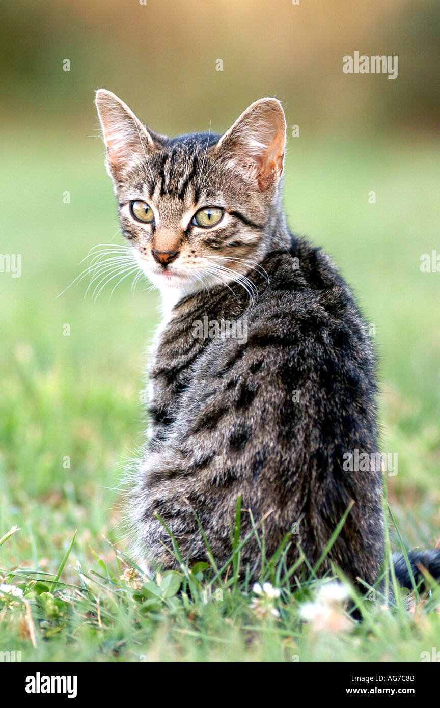 Round cat hi-res stock photography and images - Alamy