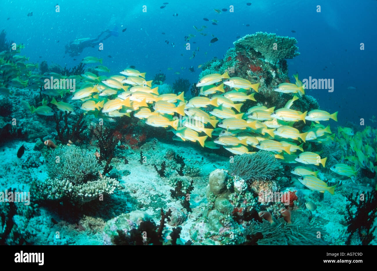 Blue banded Snapper Red Sea Lutjanus kasmira Goldstreifenschnapper ...