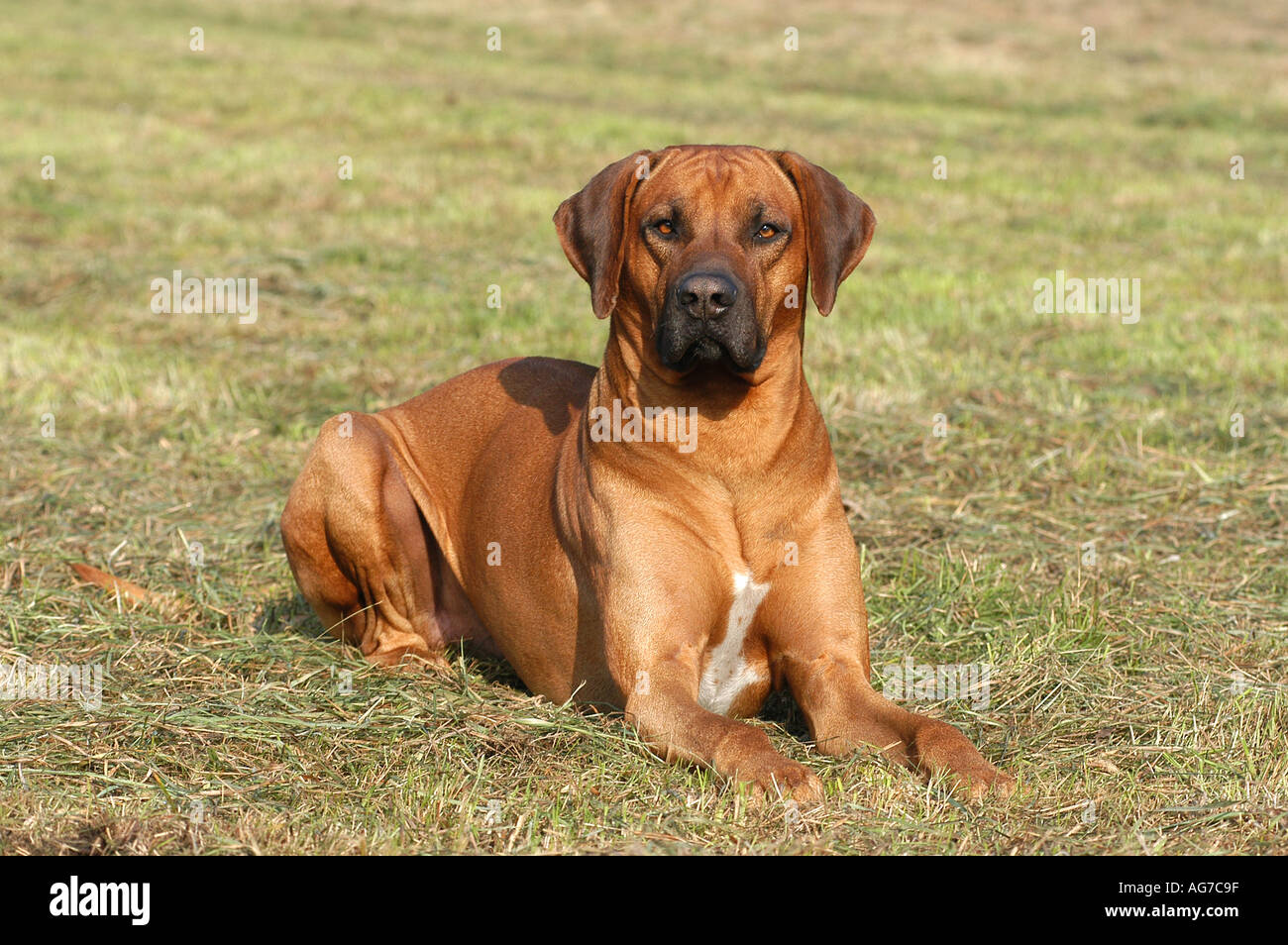 Rhodesian hund hi-res stock photography and images - Alamy