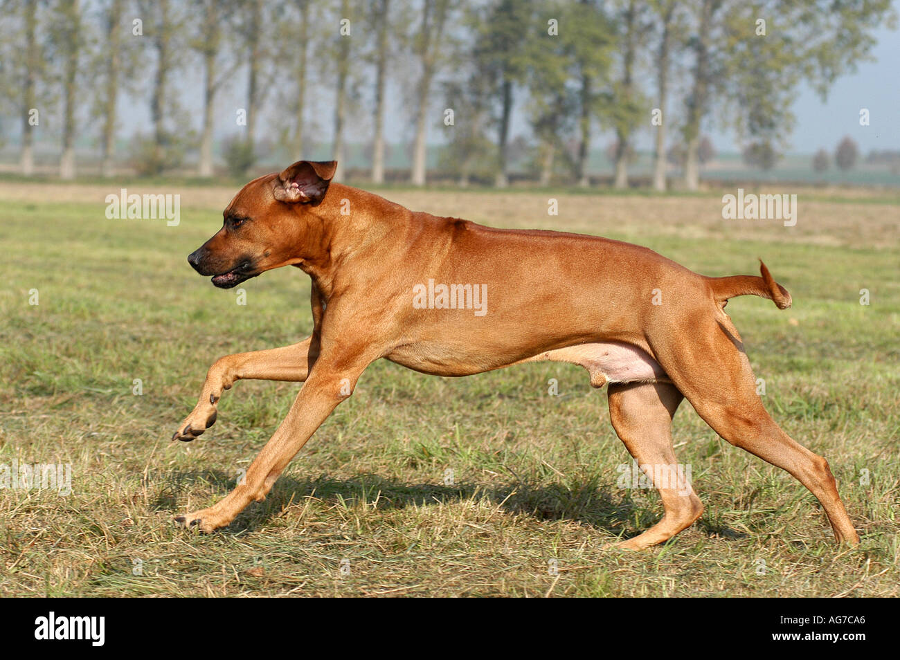 running Rhodesian Ridgeback dog Stock Photo - Alamy