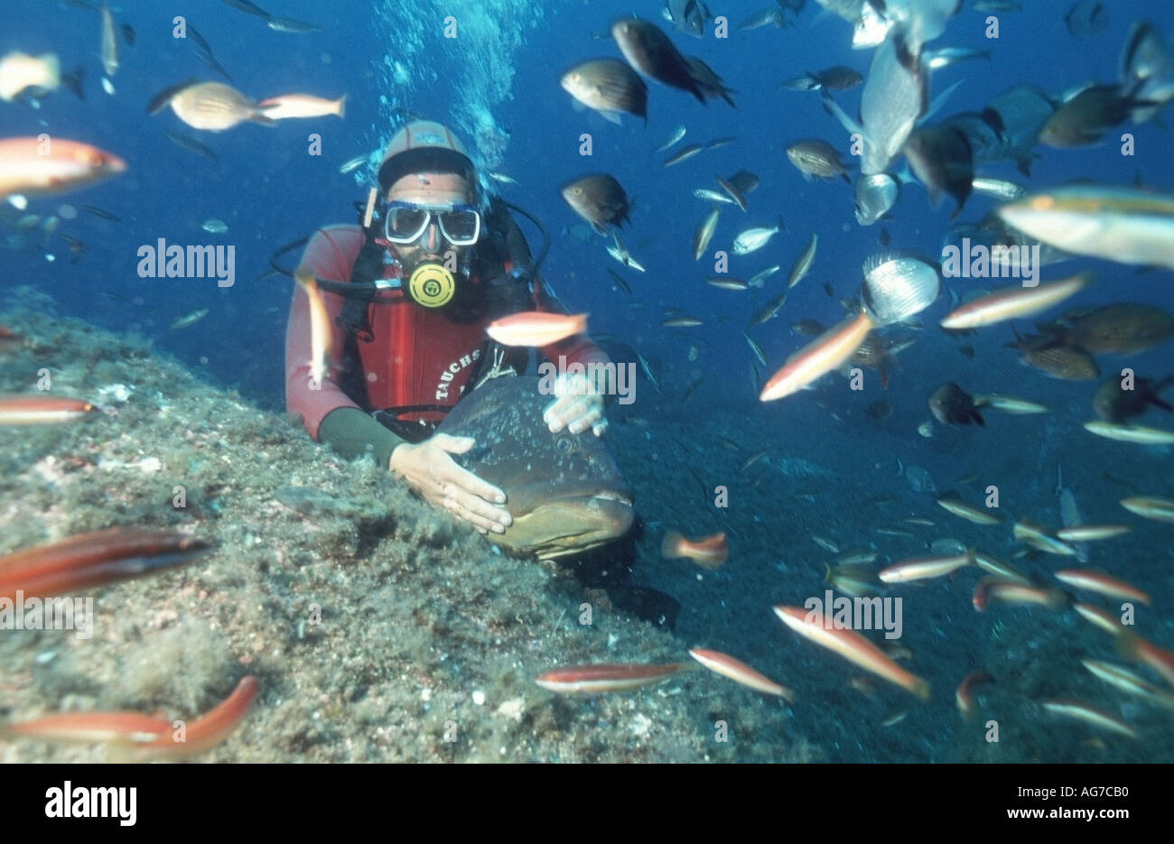 Diver and Dusky Grouper Mediterranean Sea Epinephelus marginatus ...