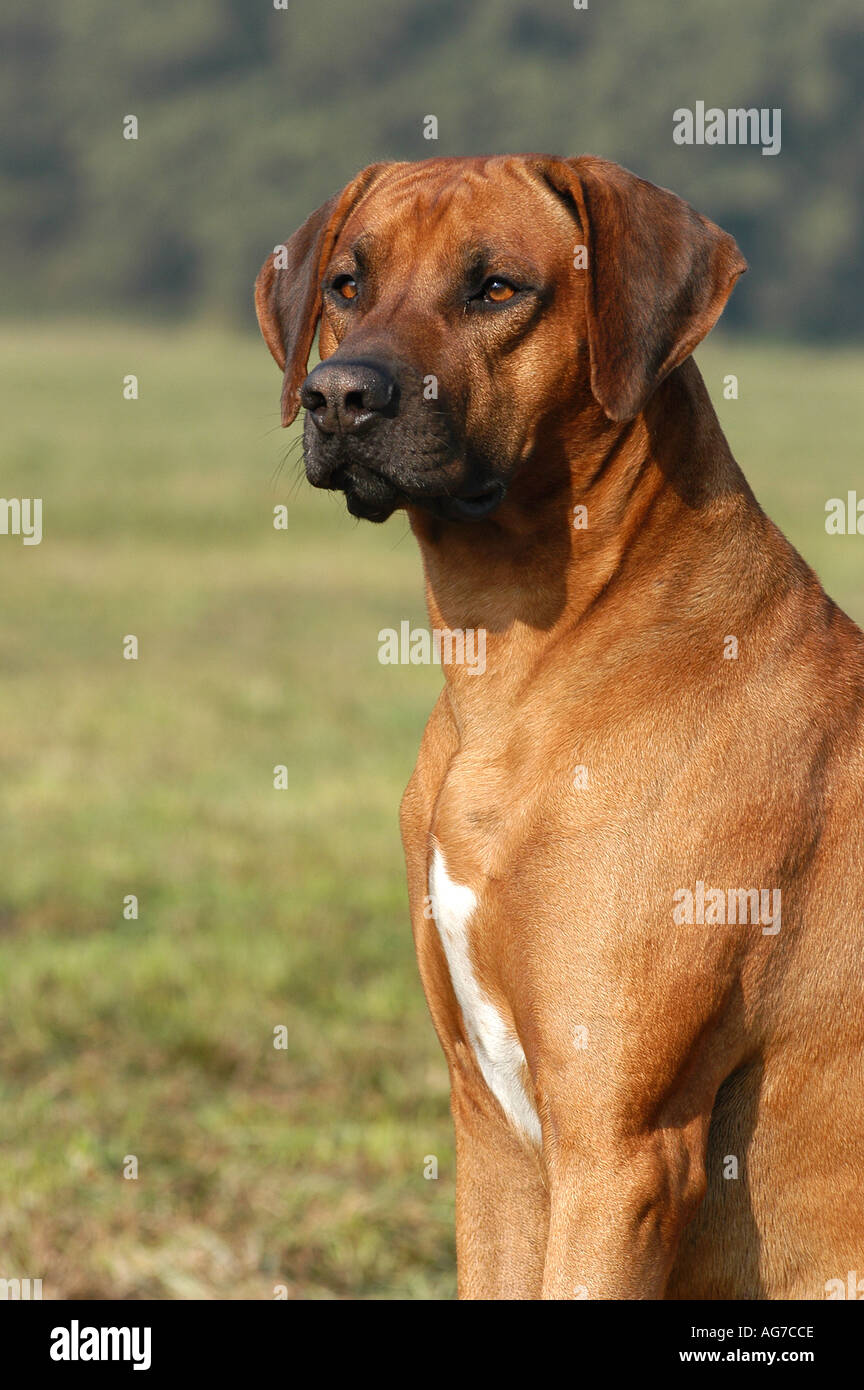 Rhodesian Ridgeback dog sitting Stock Photo - Alamy