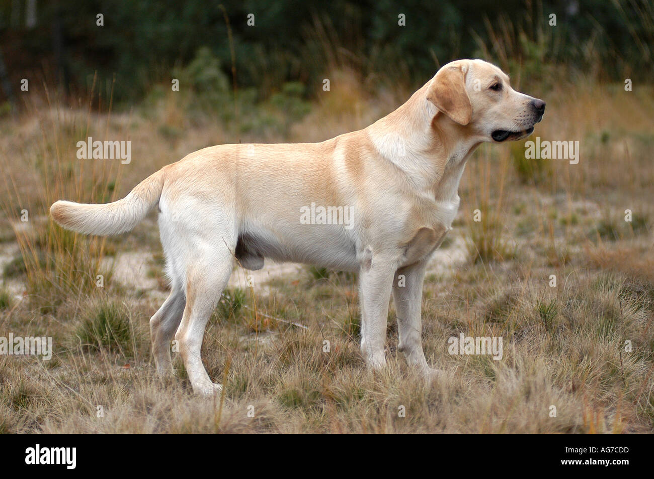 standing yellow Labrador Retriever dog Stock Photo - Alamy
