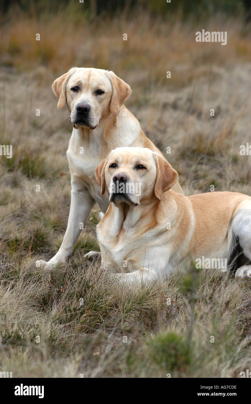 two yellow Labrador Retriever dogs sitting and lying Stock Photo - Alamy