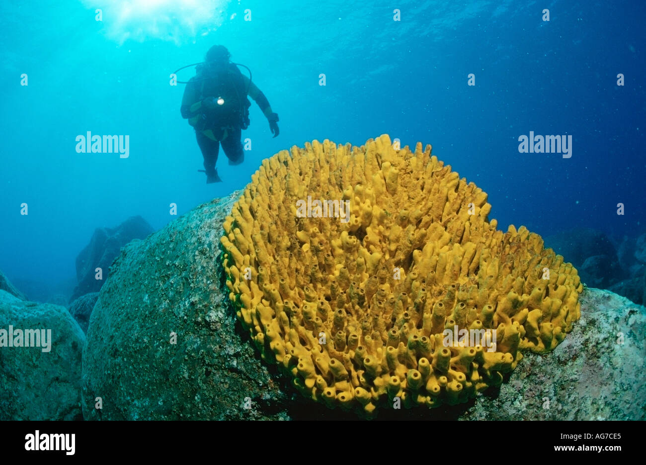 Tube Sponge and diver Aplysina aerophoba Goldschwamm und Taucher Andere ...