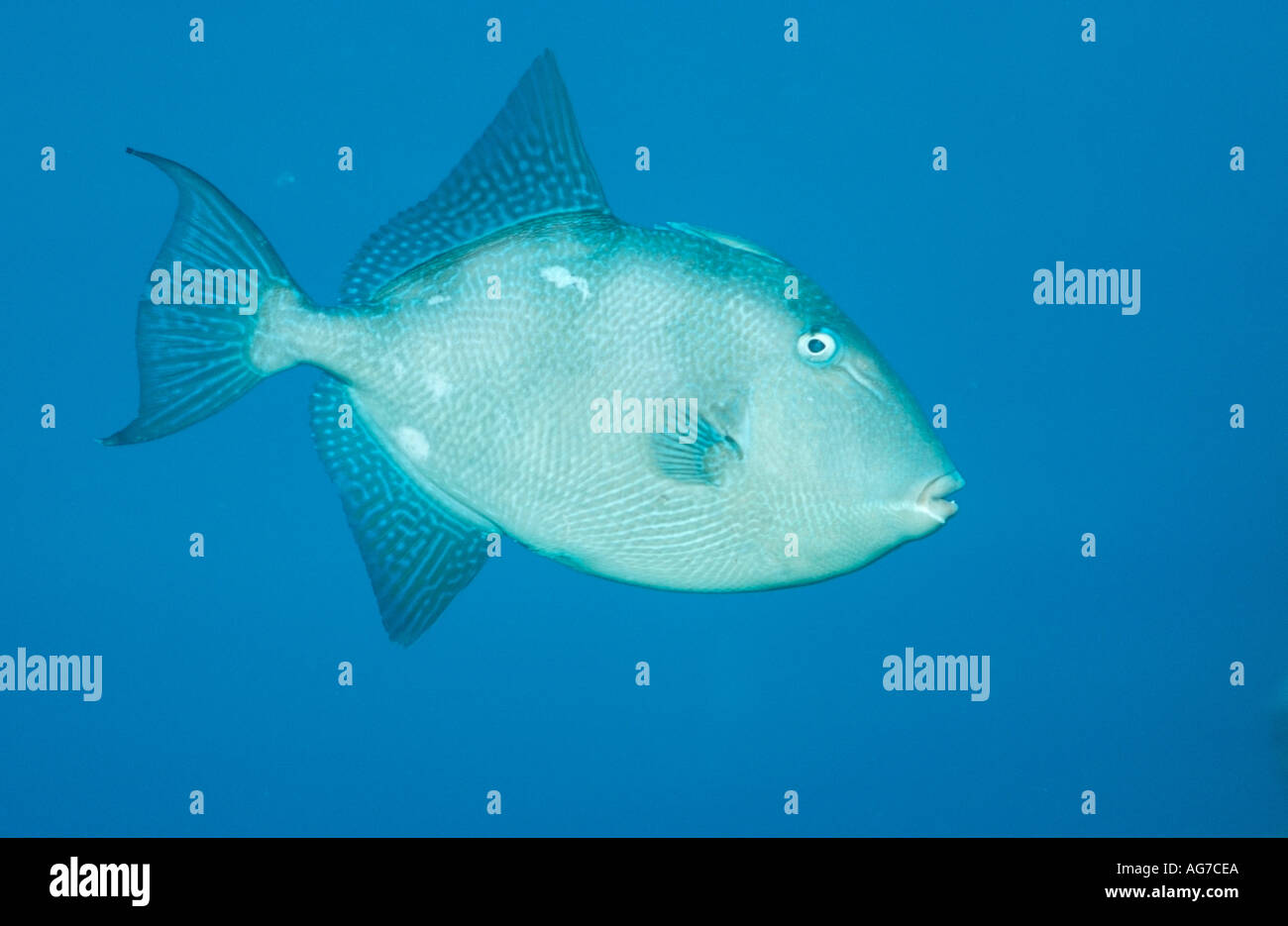Gray Triggerfish Atlantic Balistes carolinensis Balistes capriscus ...