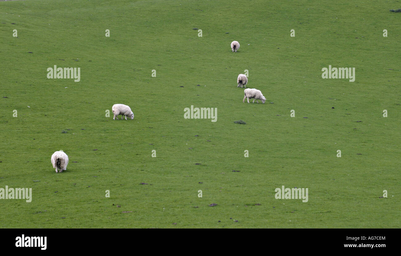 Five Sheep Five sheep graze in a bright green closely cropped grassy ...