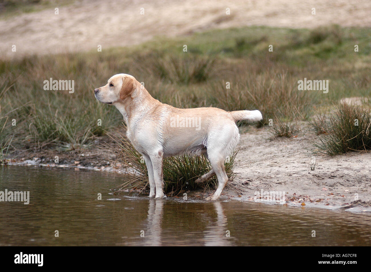 Labrador in wasser hi-res stock photography and images - Alamy