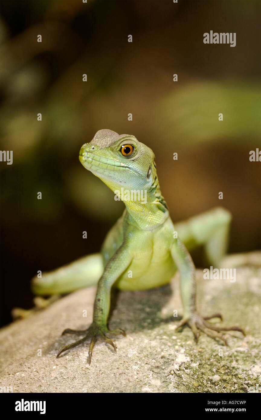 Kronenbasilisk Laemanctus longipes Stock Photo - Alamy