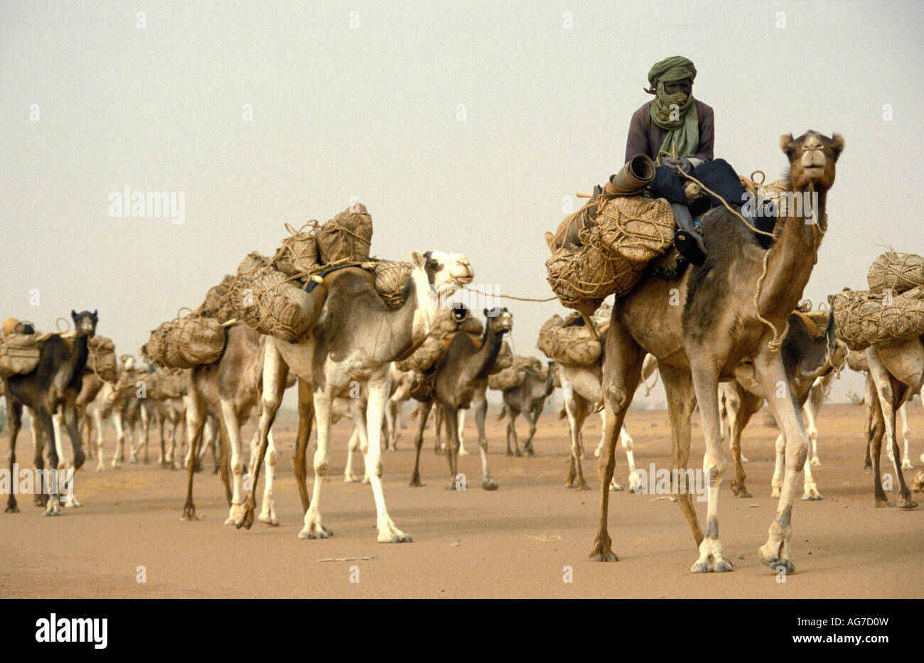 Niger Tenere Tuareg tribe doing traditional salt caravan from Agadez to ...