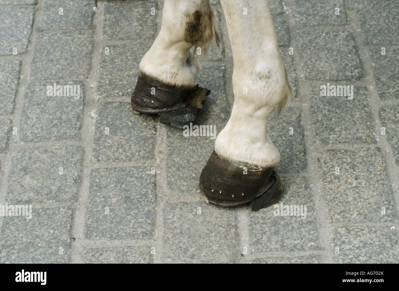 White hooves hi-res stock photography and images - Alamy