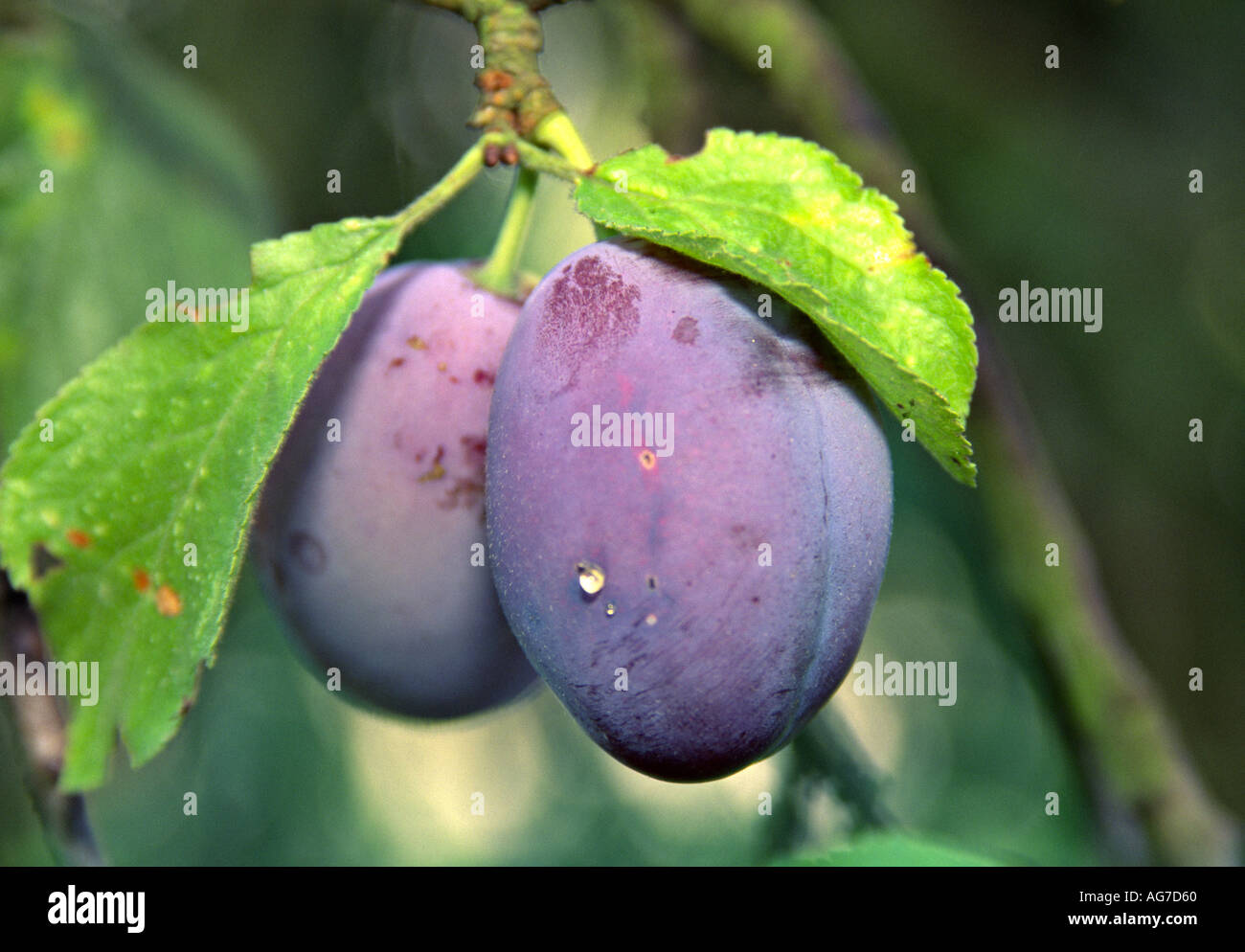 plums hanging at a tree Stock Photo - Alamy