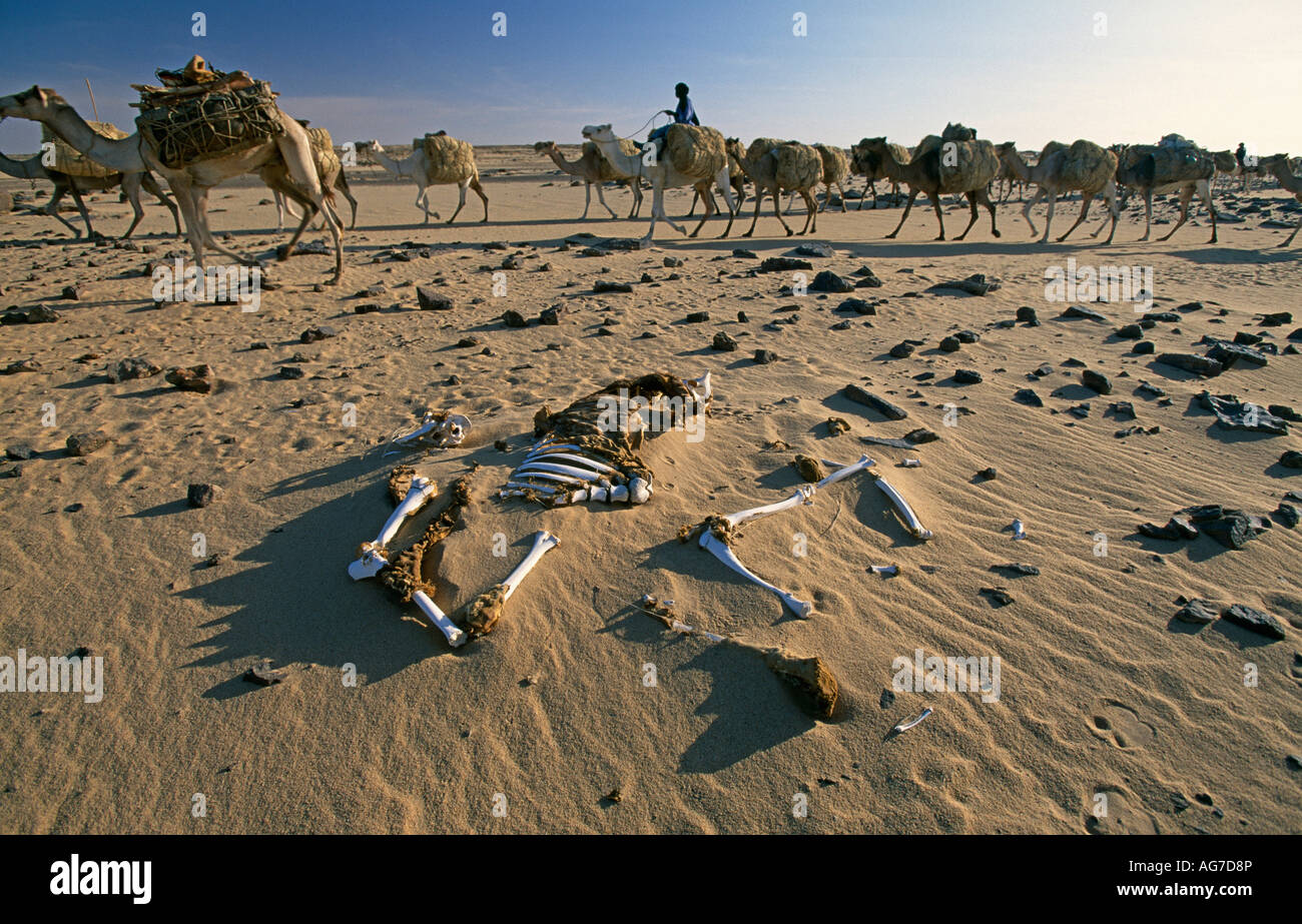 Niger Tenere Tuareg tribe doing traditional salt caravan from Agadez to ...