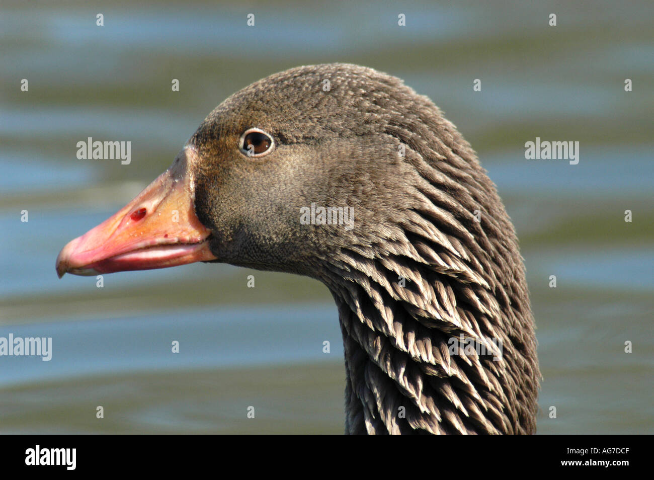 brown goose face Stock Photo - Alamy