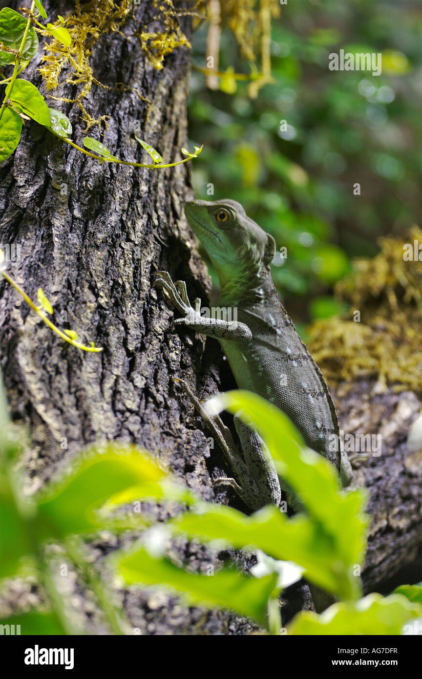 Laemanctus longipes hi-res stock photography and images - Alamy