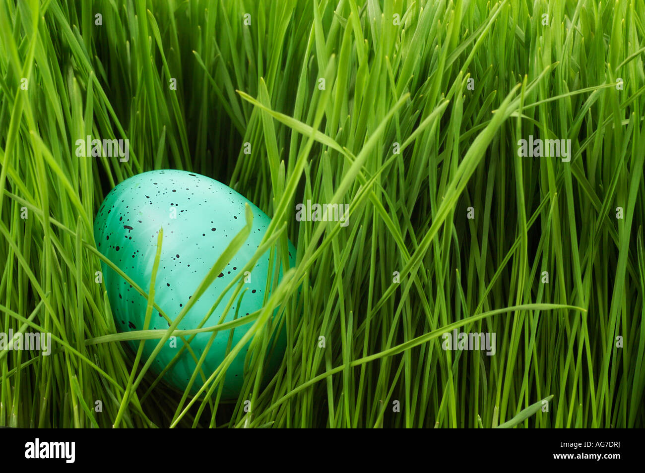 Speckled egg in the grass Stock Photo - Alamy