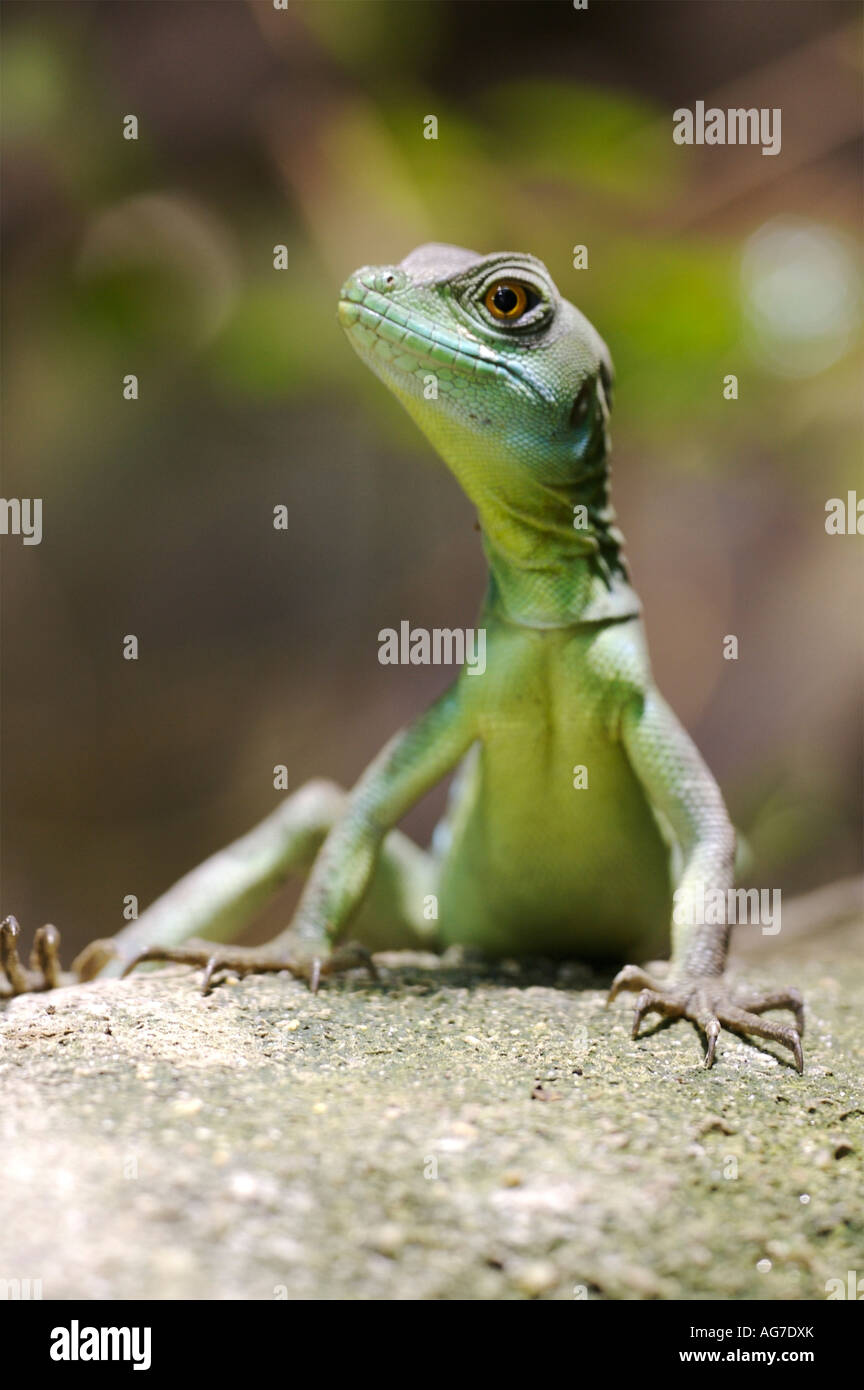 Laemanctus longipes hi-res stock photography and images - Alamy