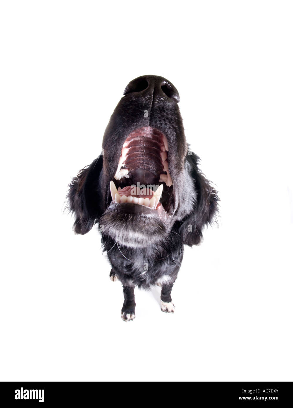 Black and white Border Collie cross dog howling, isolated on white ...