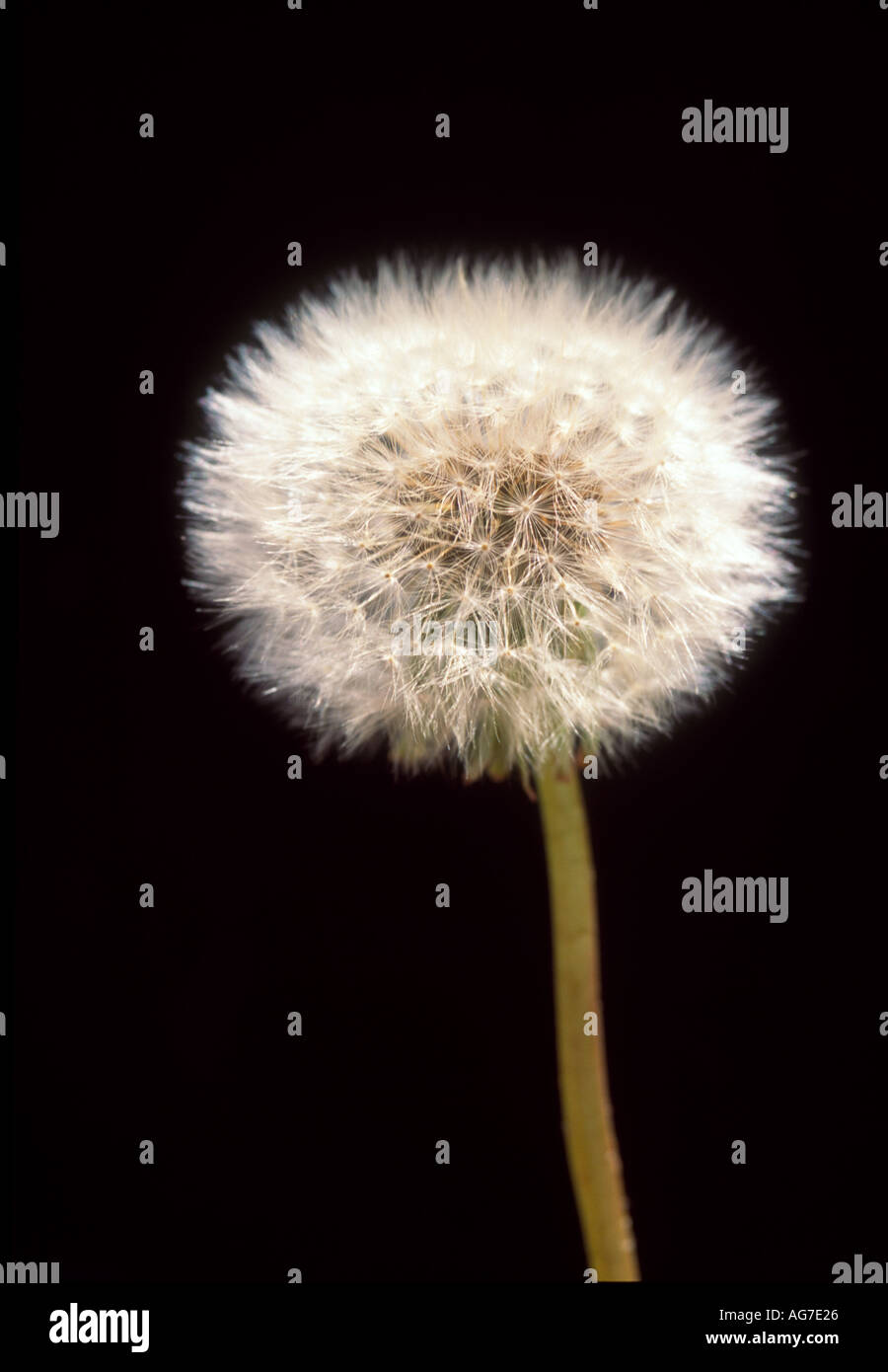 Withered dandelion Stock Photo - Alamy