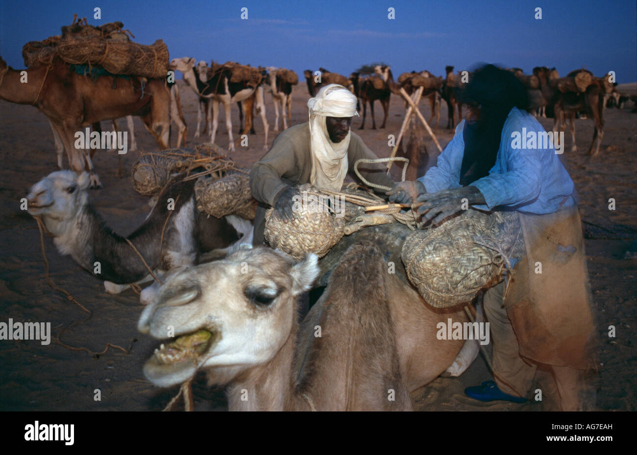 Niger Tenere Tuareg tribe doing traditional salt caravan from Agadez to ...