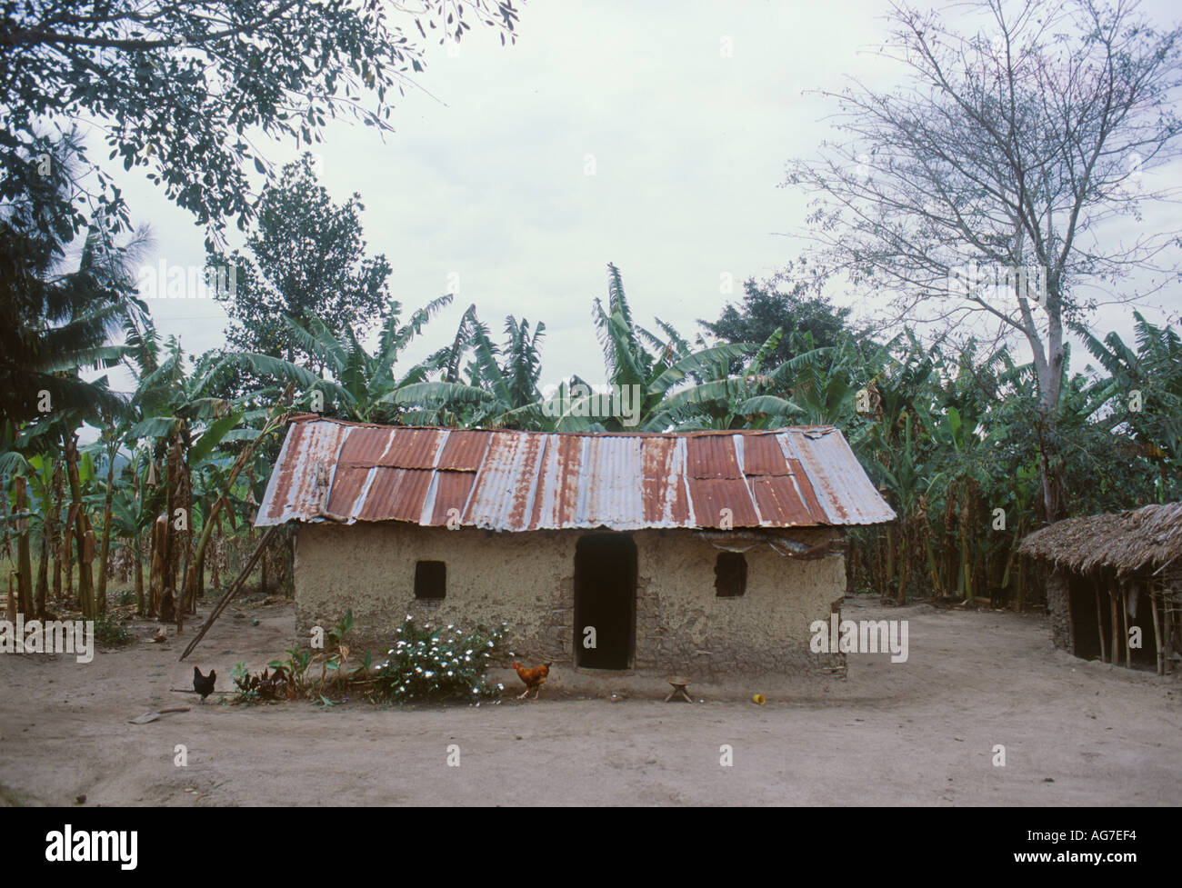 HEI 01362 TIF 02 Uganda Africa Rakai District Typical house in a ...