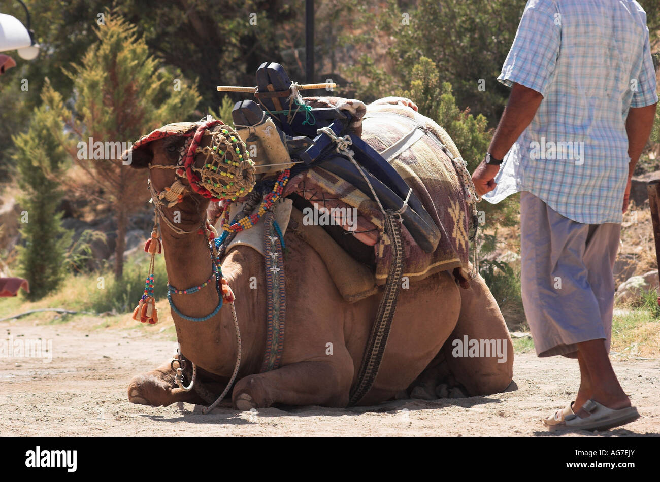 Camel at beach Turkey Bodrum August 2007 Stock Photo - Alamy