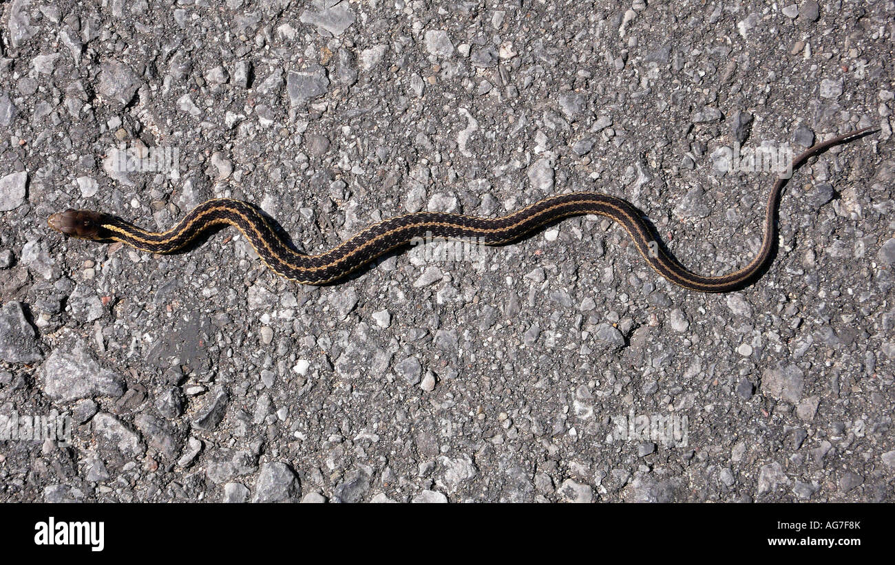 Garter snake crossing cement path Stock Photo - Alamy