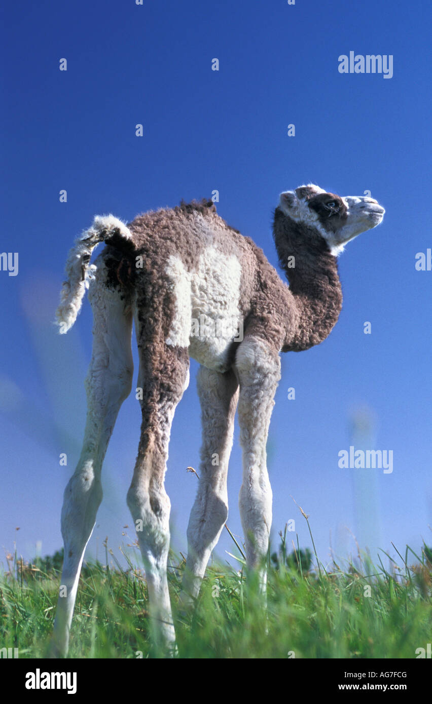 Niger near Agadez Young camel of 2 days old standing on grass against ...