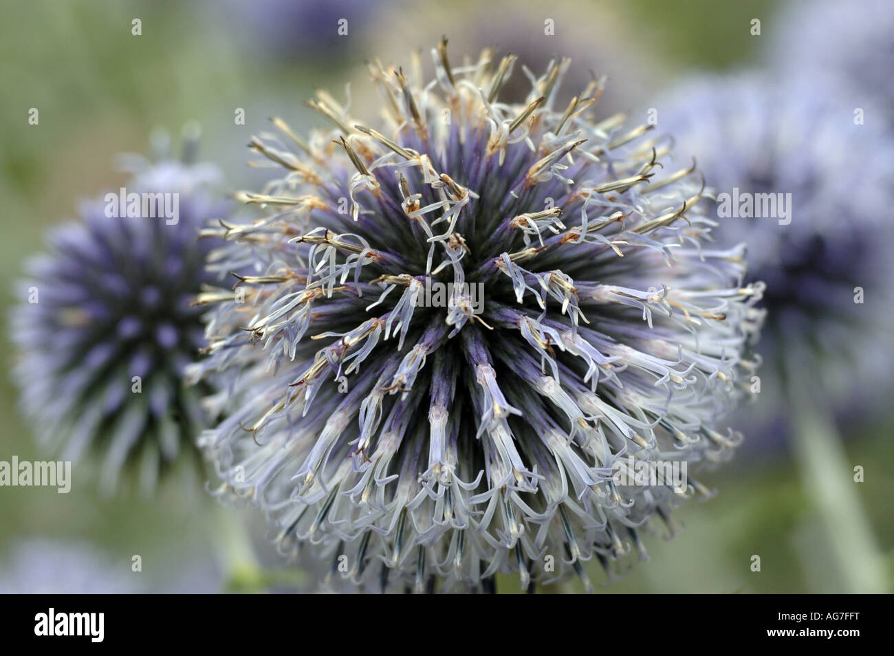 Echinops ritro ruthenicus Globe thistle Stock Photo - Alamy