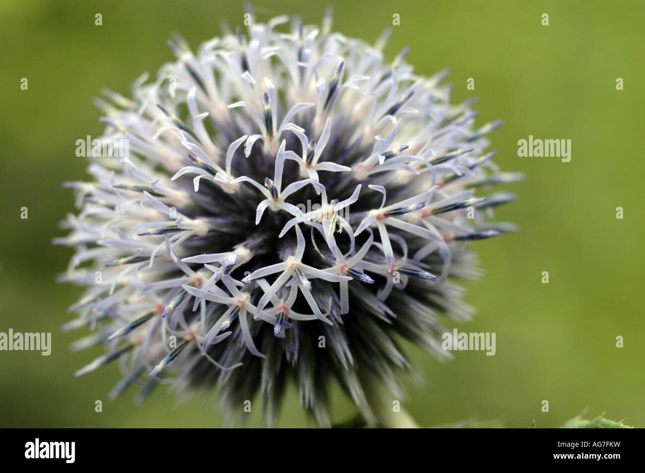 Echinops ritro ruthenicus Globe thistle Stock Photo - Alamy