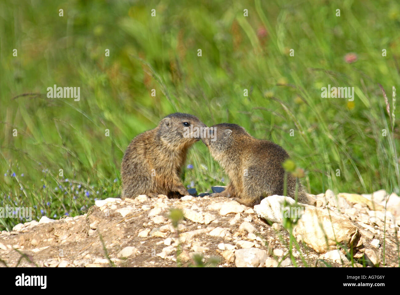 Young marmots touching noses in Julian Alps Stock Photo - Alamy