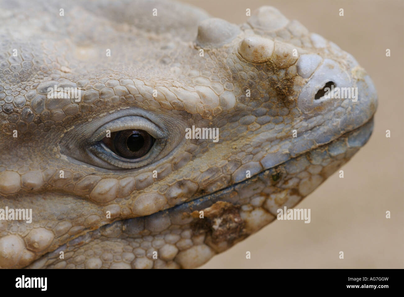 Hispaniola leguan hi-res stock photography and images - Alamy