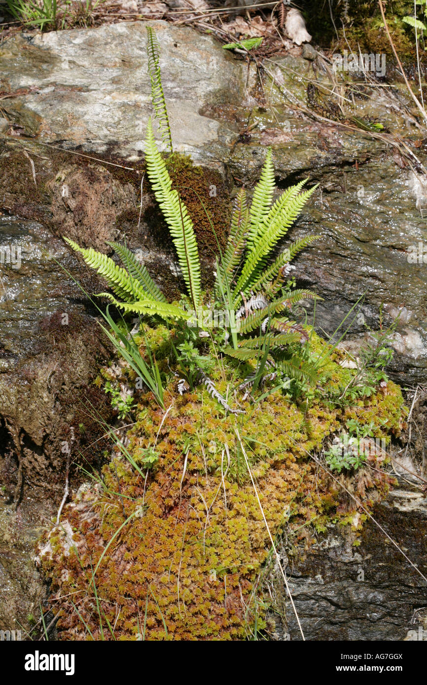 Hard Fern growing out of a carpet of Sphagnum Moss on the slopes of Ben ...
