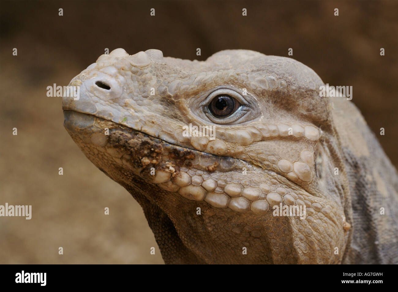 Hispaniola leguan hi-res stock photography and images - Alamy