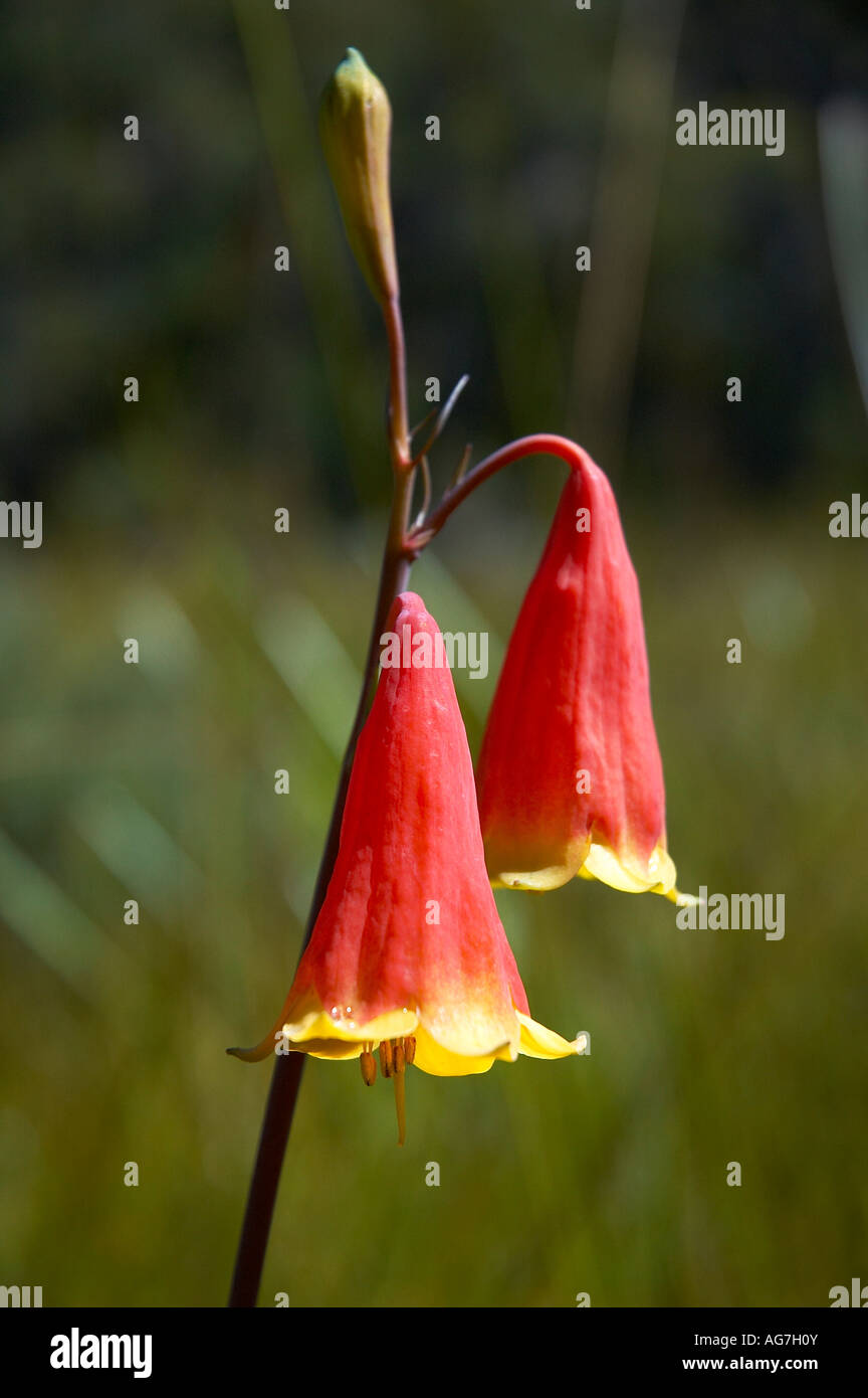Christmas bell flowers hi-res stock photography and images - Alamy
