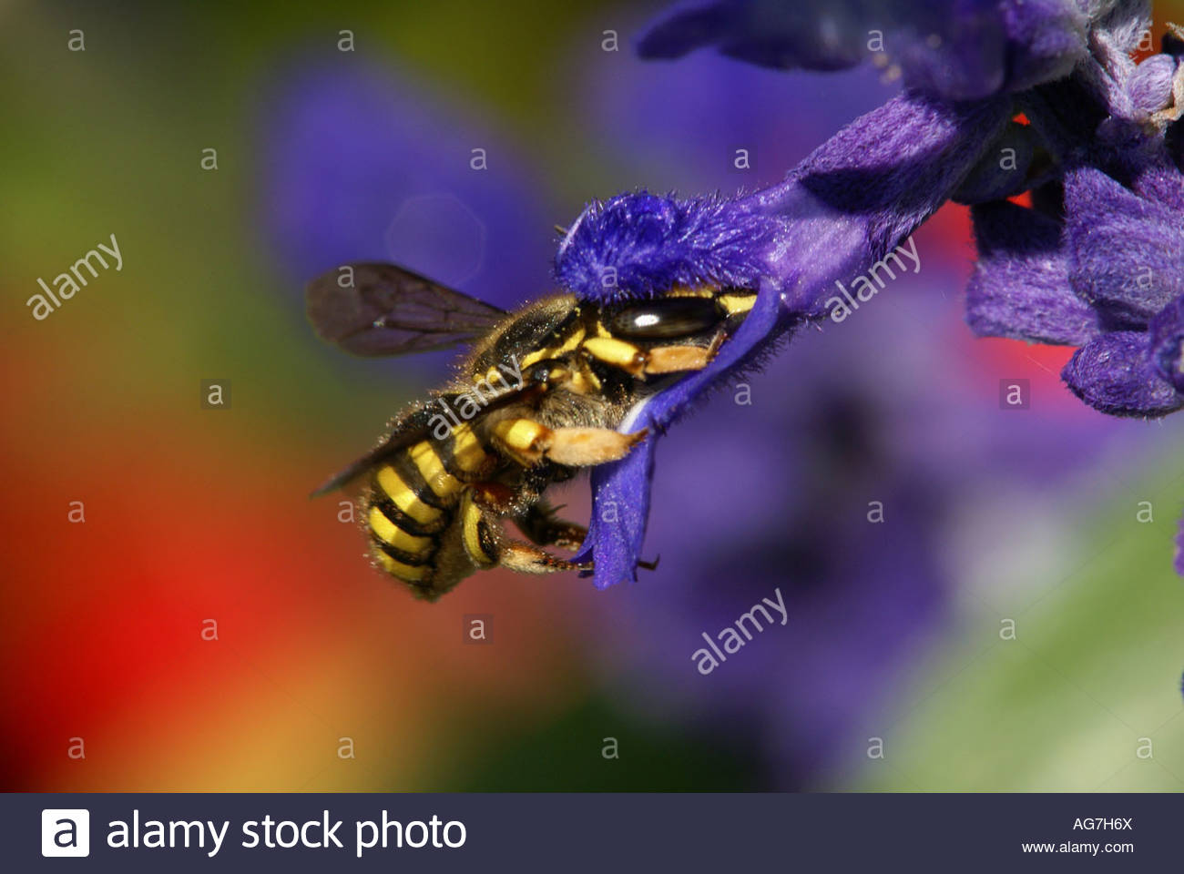 Anthidium Stock Photos & Anthidium Stock Images - Alamy