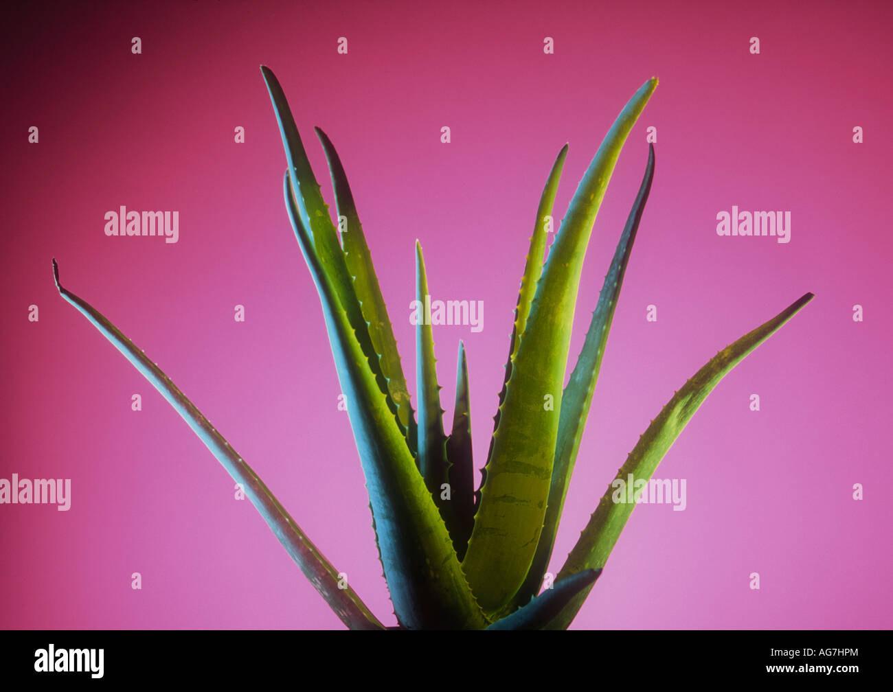 ALOE ALOE VERA MEDICINAL PLANT Stock Photo - Alamy