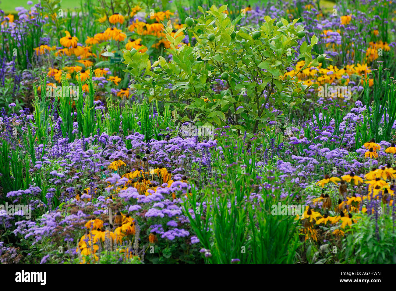 lime tree in garden, provence, france Stock Photo - Alamy