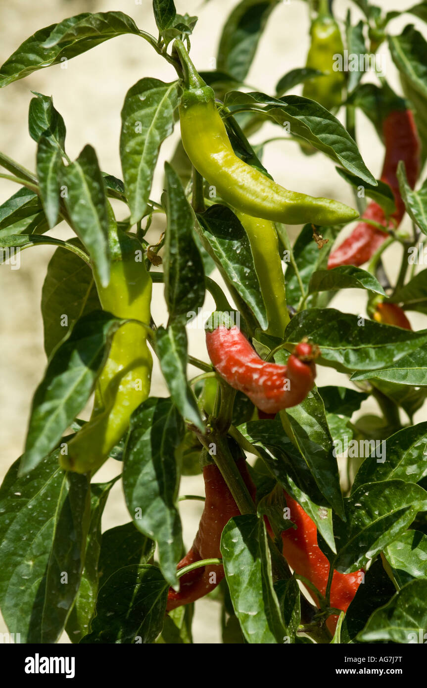 Chilli on the vine hi-res stock photography and images - Alamy