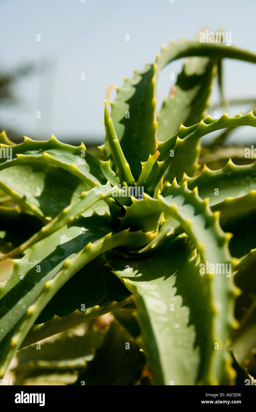 Spikey barbs hi-res stock photography and images - Alamy