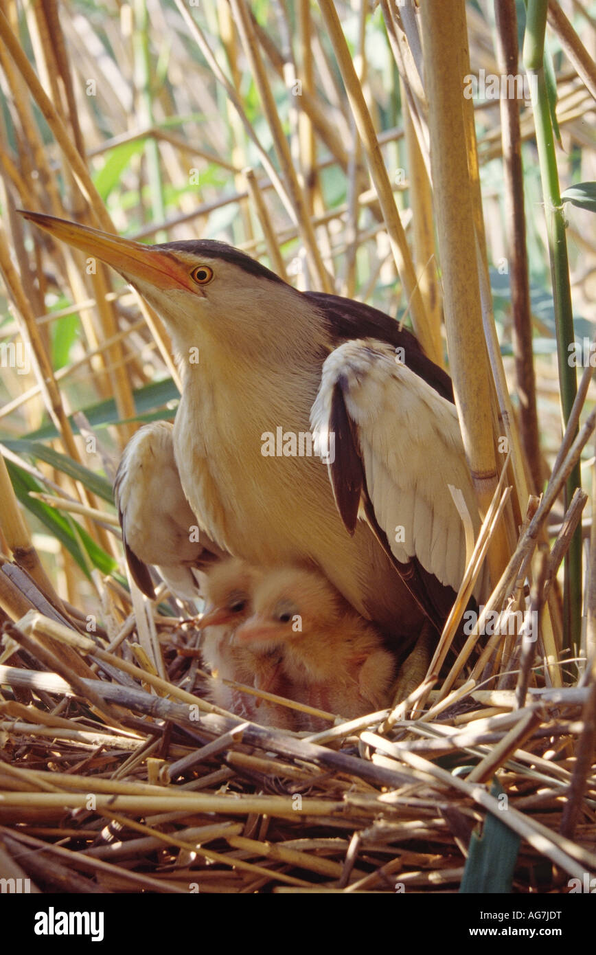 Bittern at the nest hi-res stock photography and images - Alamy