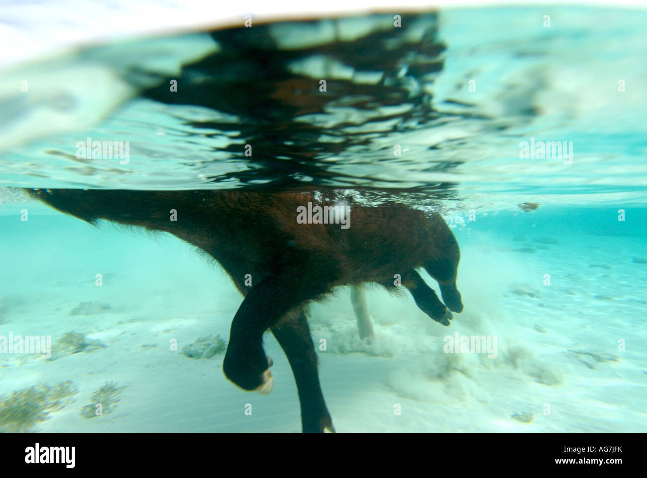 Pigs standing in tropical water along a beach in the Bahamas Stock ...