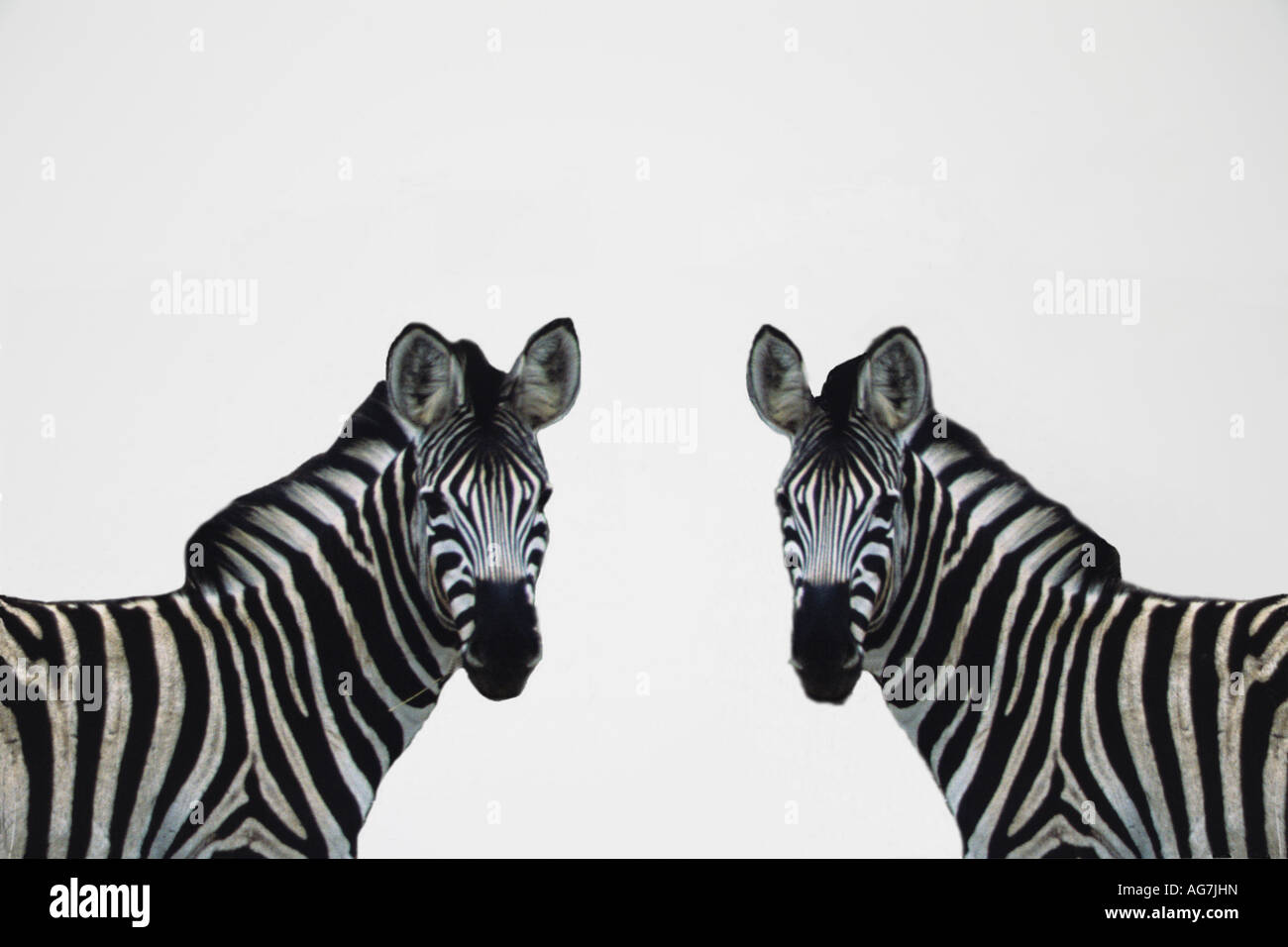 STUDIO Two Zebras facing forward Stock Photo - Alamy