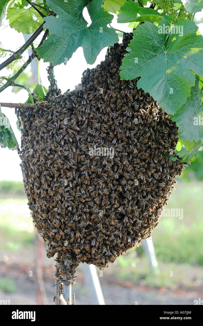 Bienenstaat High Resolution Stock Photography and Images - Alamy