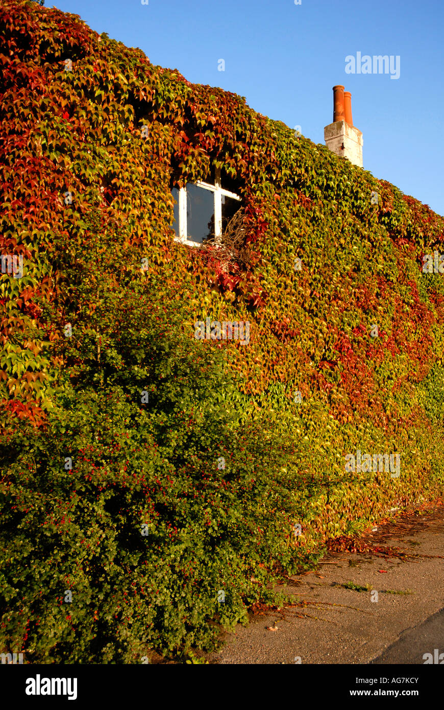 Old building covered in creeper turning red in autumn Stock Photo - Alamy