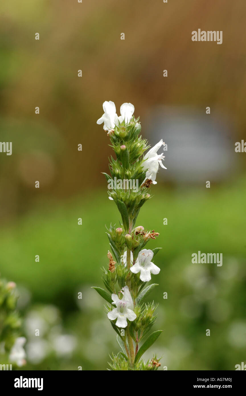 Hyssopus officinalis officinalis hi-res stock photography and images ...