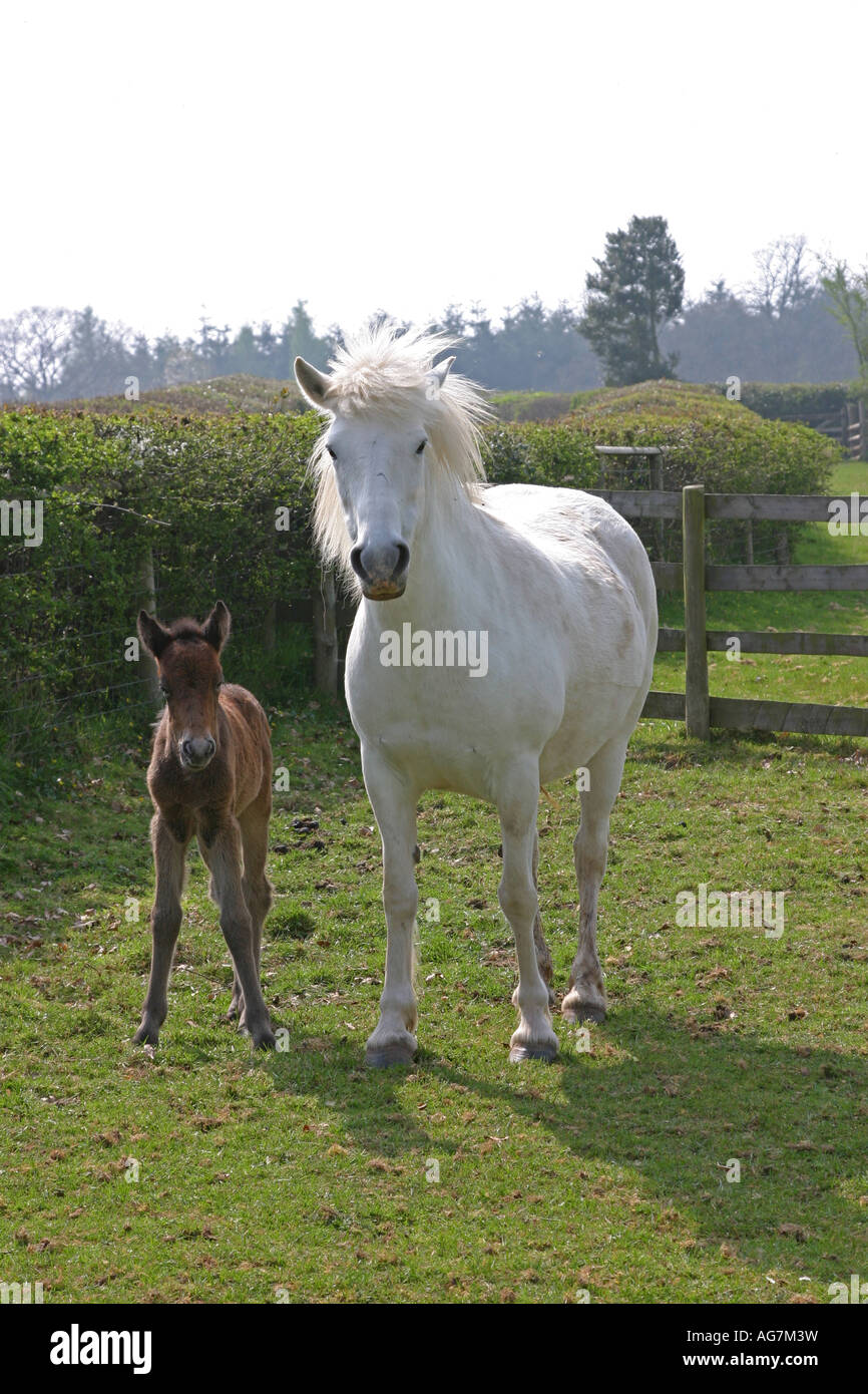 Eriskay Pony Mare and Foal Stock Photo - Alamy