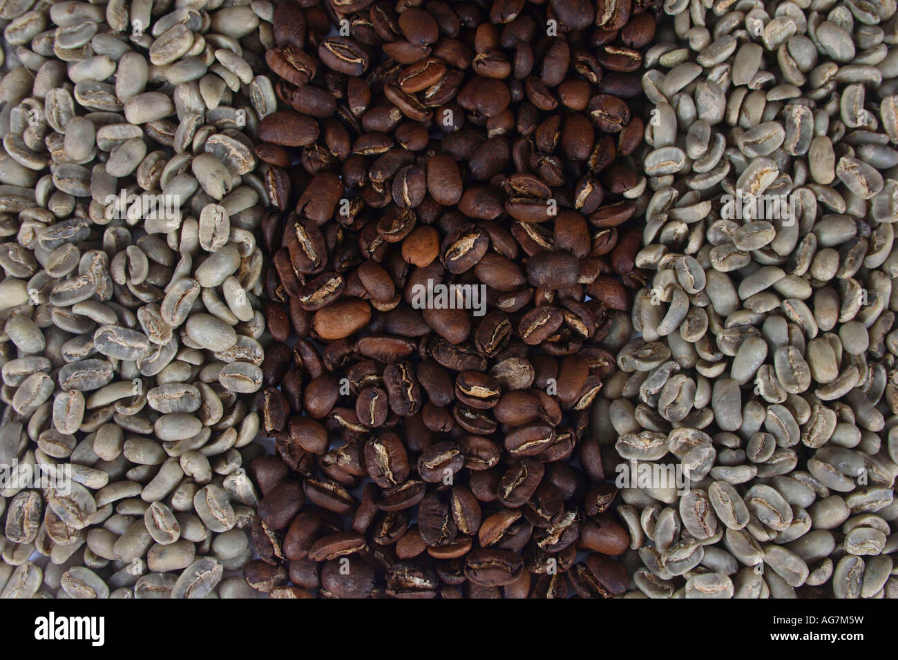 Maragogype High Resolution Stock Photography and Images - Alamy