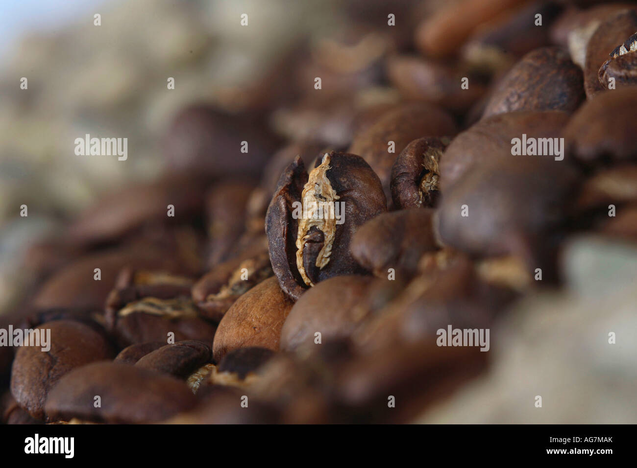Maragogype High Resolution Stock Photography and Images - Alamy