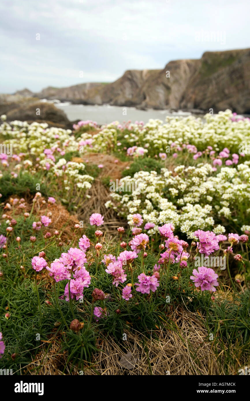 UK Devon Hartland Quay wild flowers on coastline at site of old harbour ...